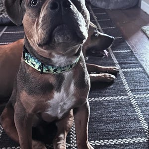 Mango Dog Tag, Tropical Dog Tag Personalized, Fruit Pet Tag, Mangos ...