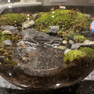 Island Oasis Terrarium With Live Plants - Etsy