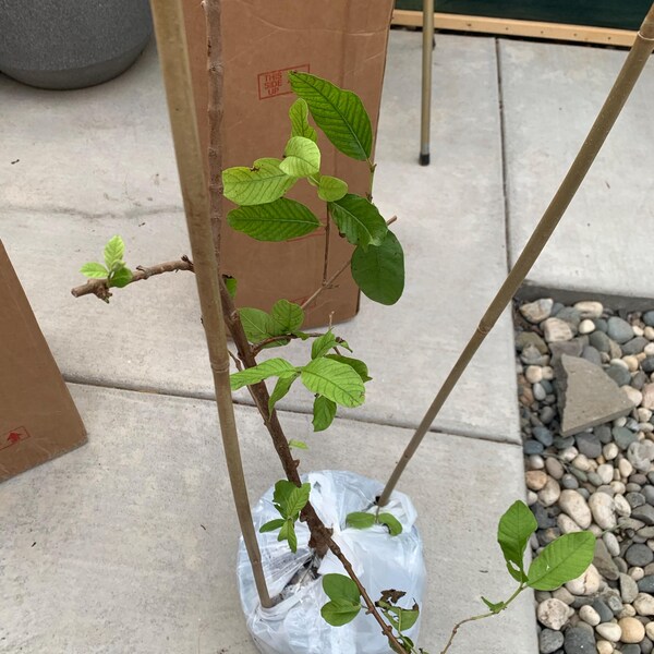 Star Apple Purple - Caimito - Milk Fruit. Grafted Tree - 3-4 Feet Tall ...