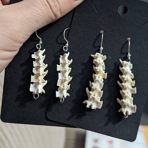 20 Real Rattlesnake Vertebrae Vertebrea Bone Gothic Voodoo Witchcraft ...