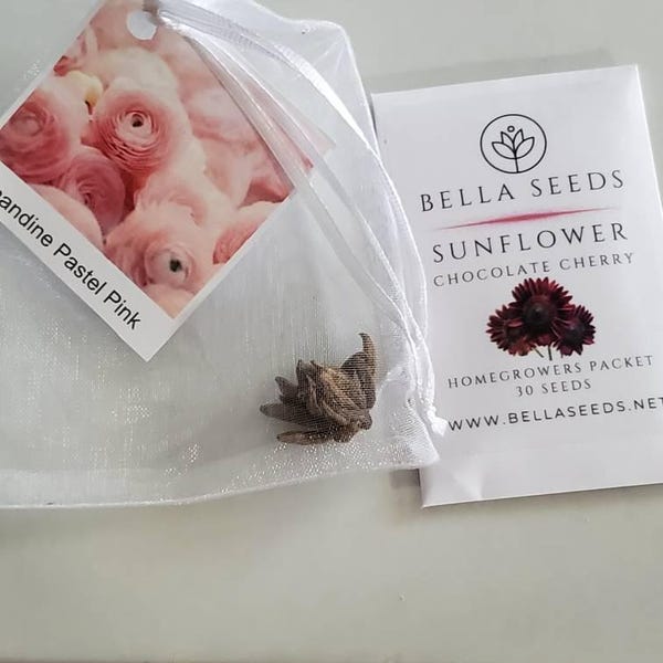 Cream Amandine Ranunculus Corms, 5 Corms, Size 5-6 Cm, Persian ...