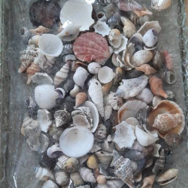 SMALL SHELLS MIX Assorted for Craft, Decoration, Wedding, Nautical Home ...