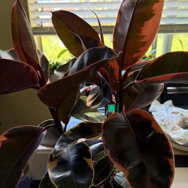 Large Devils Ivy ,golden Pothos 6inch (green Pot) Super Full Tropical ...
