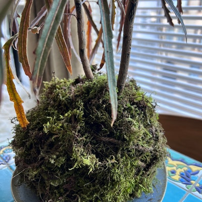 Live Sheet Moss for Terrariums, Vivariums, Moss Gardens - Etsy