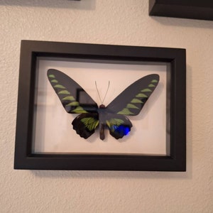 Real Butterfly Display Blue Mountain Butterfly 6x6 - Etsy