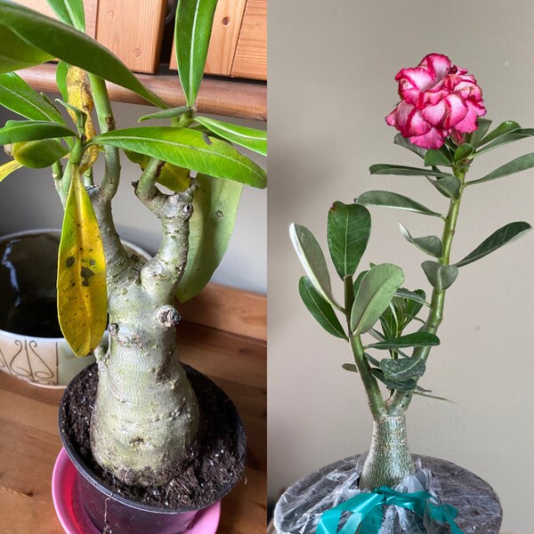 Single Bloom Desert Rose Succulent Live Plant, 5" Pot, Pink - Etsy