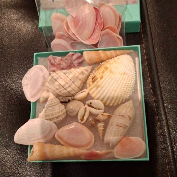 Large Specimen Grade 63.1mm CONUS Regius Royal, Crown Cone SEASHELL JB ...