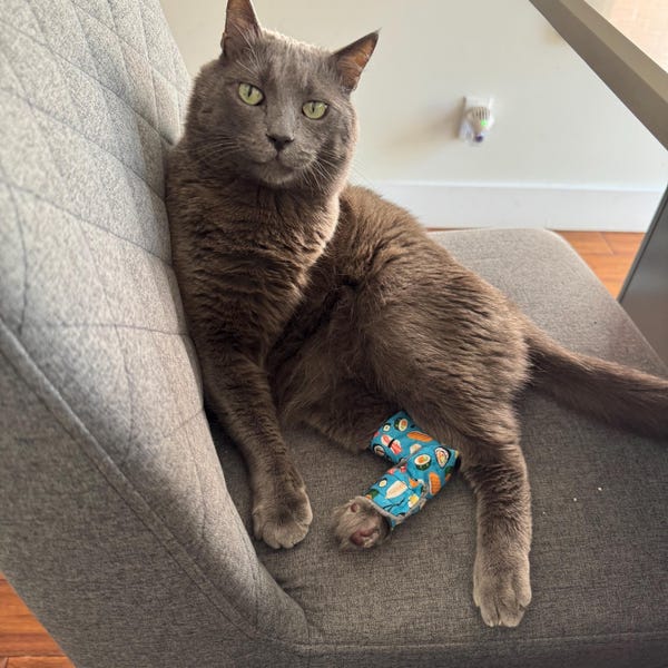 Size: Jumbo Rabbit Hock Socks (2-way Straps) - Etsy