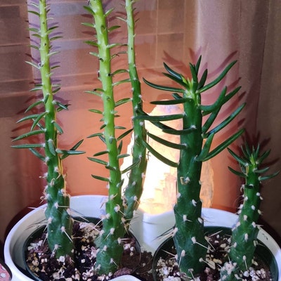 Polka Dot 4 Cactus Plant cacti Succulent-live Plant Unique-live Cactus ...