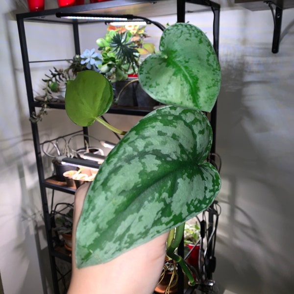 Scindapsus Pictus 'exotica' | Silver Splash Pothos | Philodendron - Etsy