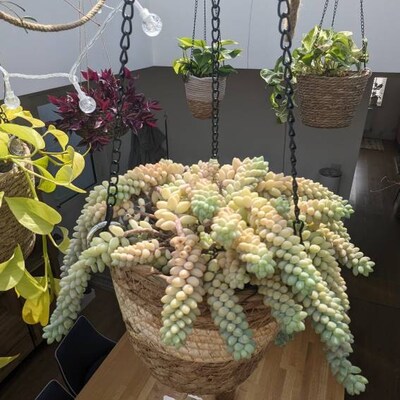 85 100cm Monstera Deliciosa Taurii XL Swiss Cheese Plant 27cm Pot House ...