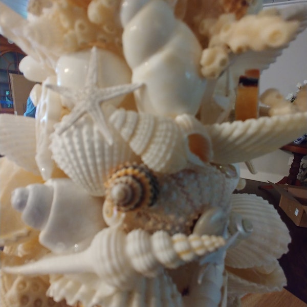 Tan Marginallas-white Sea Shells-craft Seashells-small Seashells Bulk ...