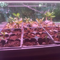 Yellow and Brown Firecracker Sunflower Seeds perennial authentic Seeds ...