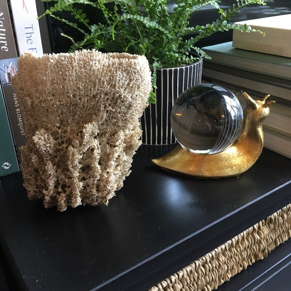Nautical Gifts 7 VARIETY Tabletop Display Sea Sponge Sea Shell Cottage ...