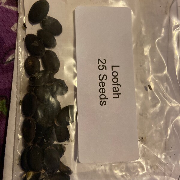 Loofah Seeds/25 Organically Grown Loofah Seeds/loofah/luffa/seed/garden ...