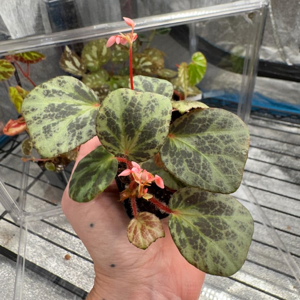 SEEDS - Begonia Sp Mantuk - Etsy