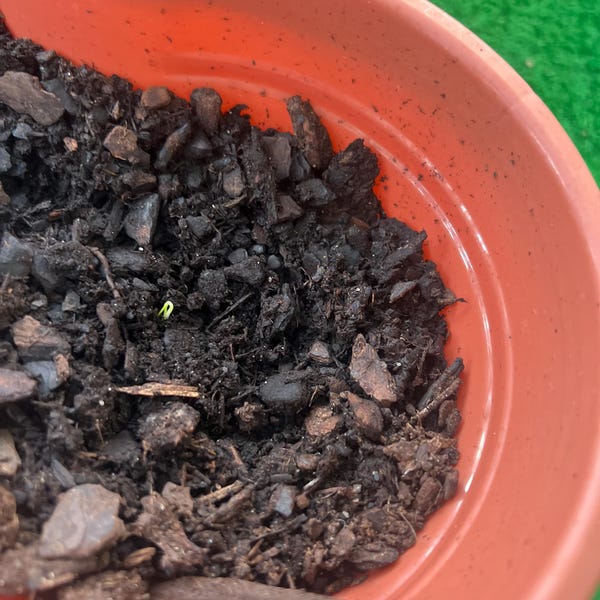 Vidalia Onion, 200 Seeds, Yellow Granex Hybrid F1, Sweetest Onion ...