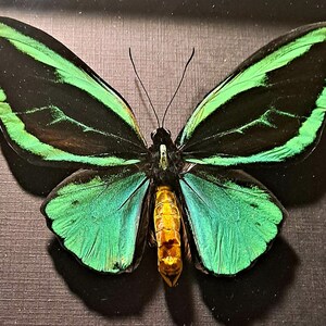 Real Rare Kaiser-i-hind Swallowtail Butterfly Framed Taxidermy - Etsy