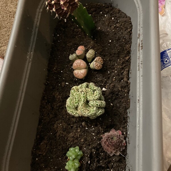 Haworthia Obtusa Rare Succulent Alien Eggs Clear Succulent - Etsy