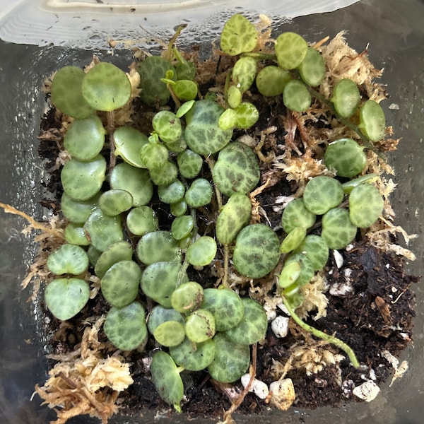 String of Turtles Cuttings, Peperomia Prostrata, Succulent Cuttings, Live Plant Cuttings - Etsy