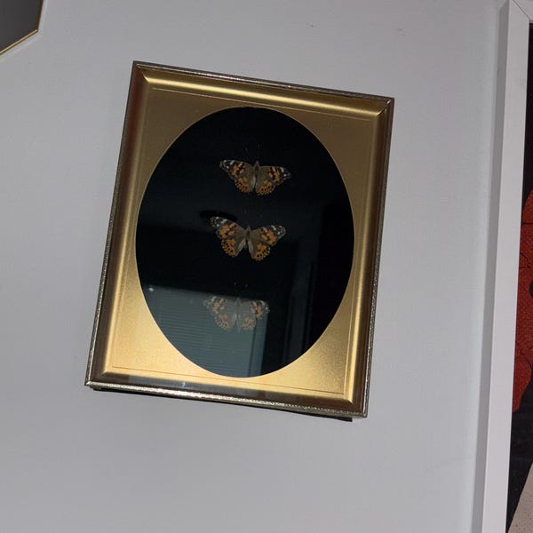 Framed Butterfly, Gold Marble, Shadow Box, Pinned Insects, Butterfly ...