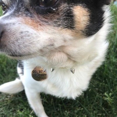I'm Lost Custom Pet ID Tag Personalize It With Your Dog's Name Mature ...