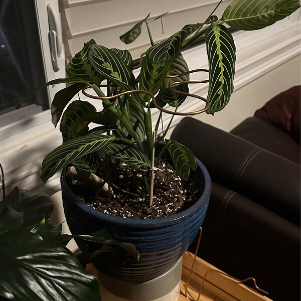 Plant Propagation Side Car Plant Buddy Test Tube Prop Station - Etsy