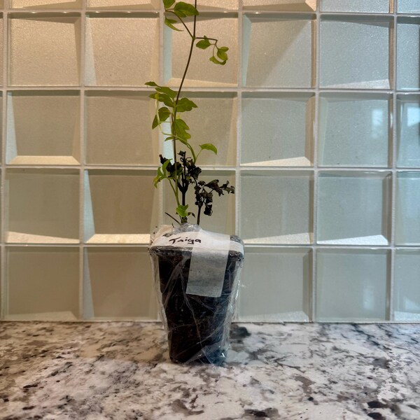 Blushing Lilac Cuttings 'krasavitsa Moskvy' Live Plant Cutting No Roots ...