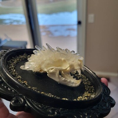 Mouse Skull Real Tiny Mouse Skulls Cleaned Whitened Reassembled ...