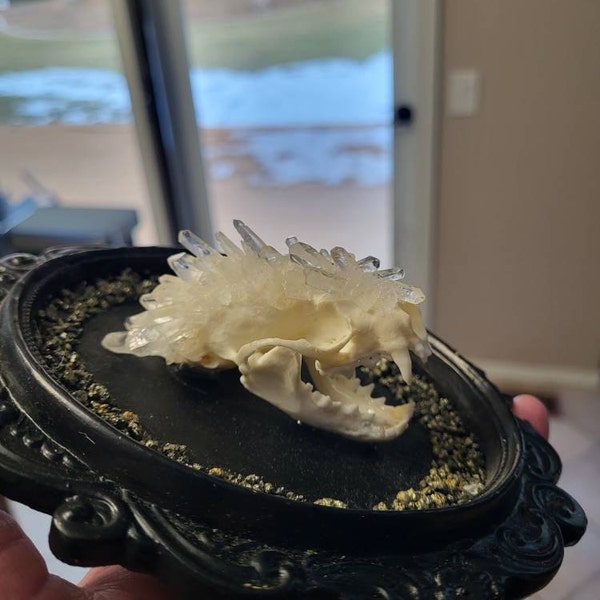 Mouse Skull Real Tiny Mouse Skulls Cleaned Whitened Reassembled ...