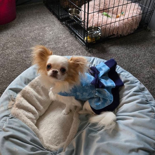 Dog Snuggle Bed Sewing Pattern and Tutorial PDF Dog Sleeping Sack Dog ...