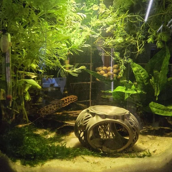 Betta Lair, Aquarium Swim Through Cave Decoration for Aquatic Pets ...