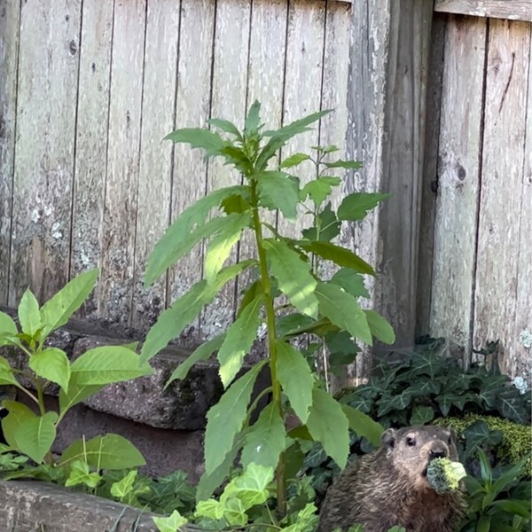 Woodchuck, Woodchuck Gift, Woodchuck Sign, Woodchuck Decor, Woodchuck ...
