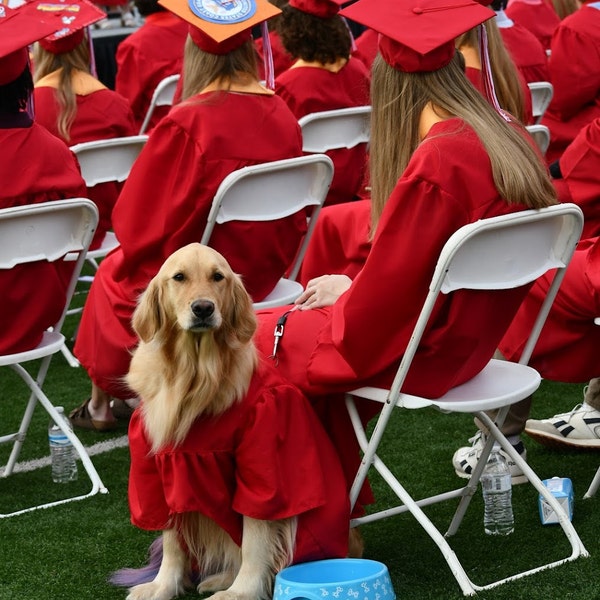 Professor Paws, FD-2108.PupPak-4 Szs: 4XS, 3XS, 2XS, XS, PDF Pet Grad ...