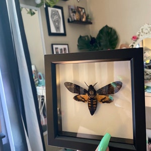 Real Mounted Death Head Moth Taxidermy Display UV Blocking Glass - Etsy