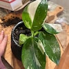 Philodendron Punctata ALL Starter Plants Require You to Purchase Any 2 ...