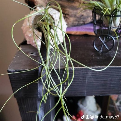 Tillandsia Bulbosa Alien Air Plant - Etsy