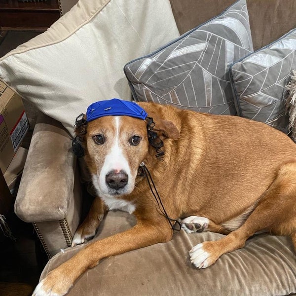 Handmade Hanukkah Pet Hat With Star – Dog Kippah Yarmulke - Etsy