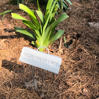 HEMEROCALLIS 'RASPBERRY ECLIPSE' Daylily. Perennial. - Etsy