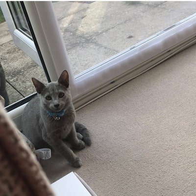 Custom Flat Cats Window Screens Mesh Window Protection for Cats - Etsy