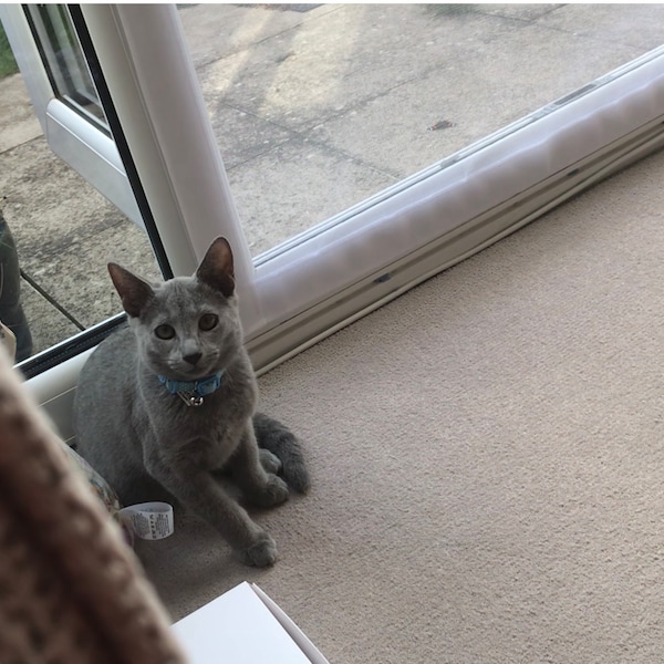 Small Custom Flat Cats Window Screens - Mesh Window Protection for Cats ...