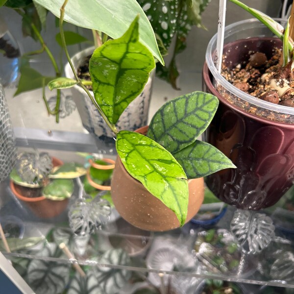 Hoya Callistophylla 'black Cat': Buntok Forest Collector Hoya - Live ...