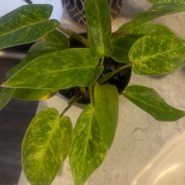 LIVE Splash Plant Pink Polka Dot Plant, Hypoestes Pink 4 Pot, Live Pink ...