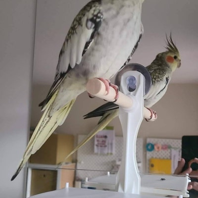 Bird Perch T Shape Stand. Wooden Bird Cage Perch Attachment - Etsy