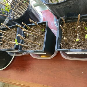 14 Wild Rose Stems With Sharp Briers Craft Witchcraft Art. - Etsy