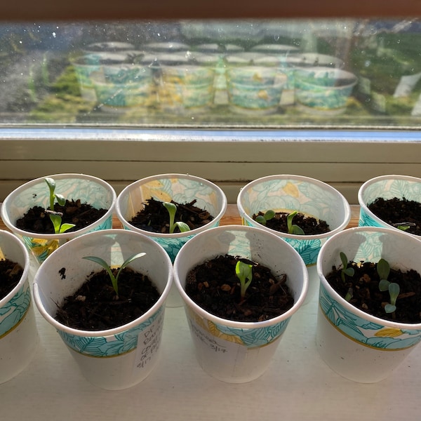 Giant Dinnerplate Dahlia Belle of Barmera Dahlia Seeds - Perennial ...