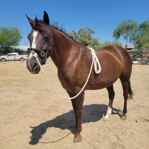 Braided Mule Tape Twist Hobble - Etsy