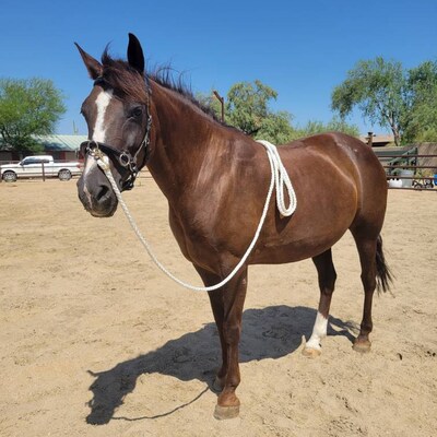 Braided Twist Hobbles and 3 Way Attachment Set - Etsy