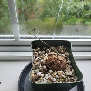 Stapelia Rufa - Etsy