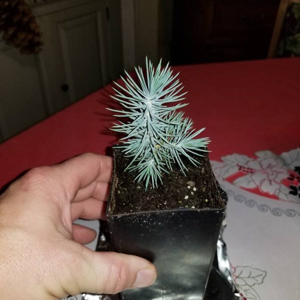 Treesagain Potted Pinyon Pine Tree - Pinus Edulis - 3 to 5+ Inches - Etsy